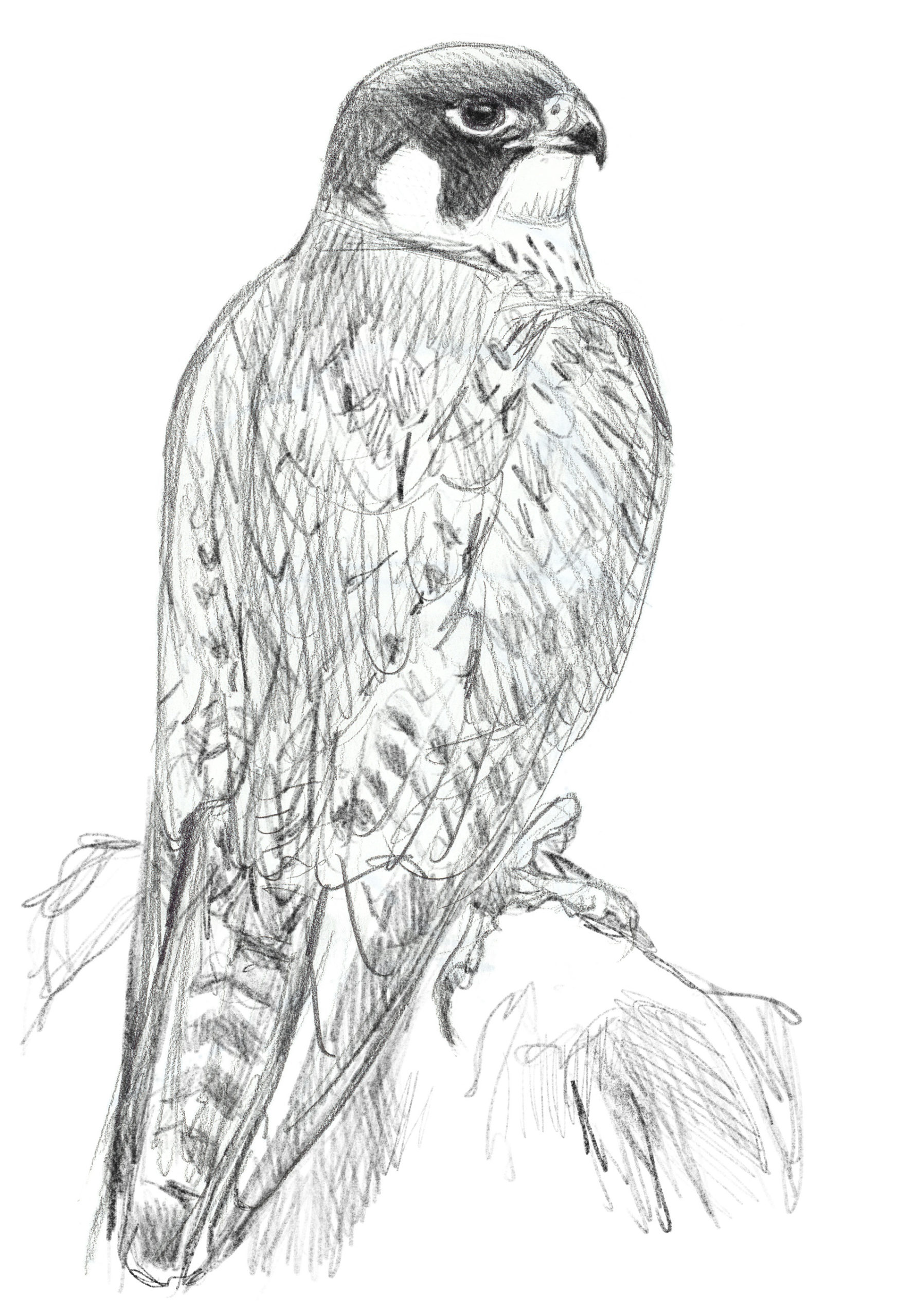 Dibujos de halcon peregrino para colorear | vsun Dibujos de halcon peregrino para colorear | vsun