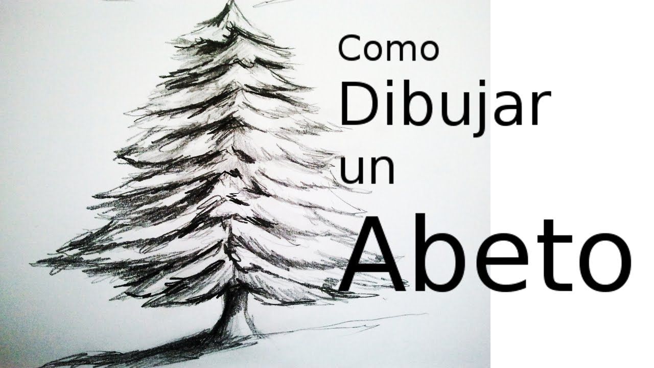 Dibujos de abetos para colorear | vsun