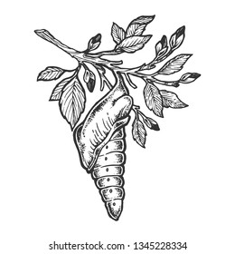 Dibujos de pupa para colorear | vsun