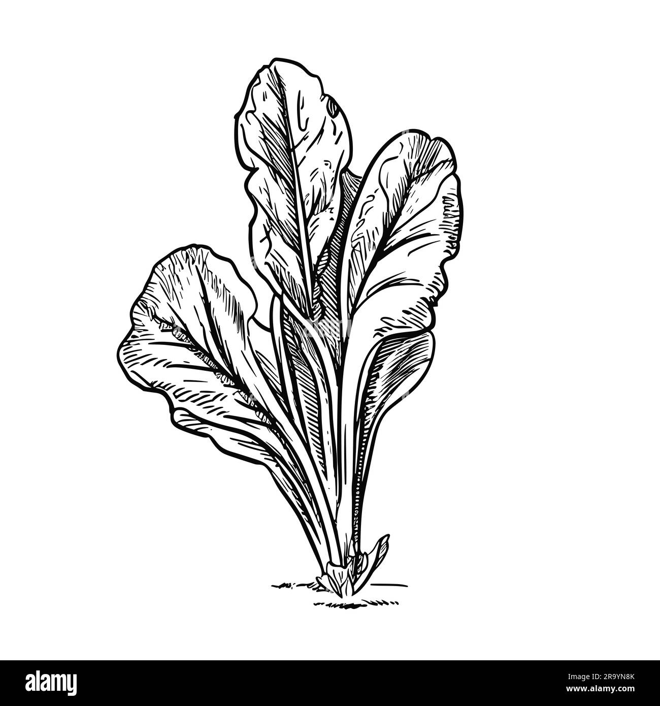 Dibujos de acelga para colorear | vsun